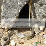 How to Find a Rattlesnake Den: 5 Hair-Raising Secrets!