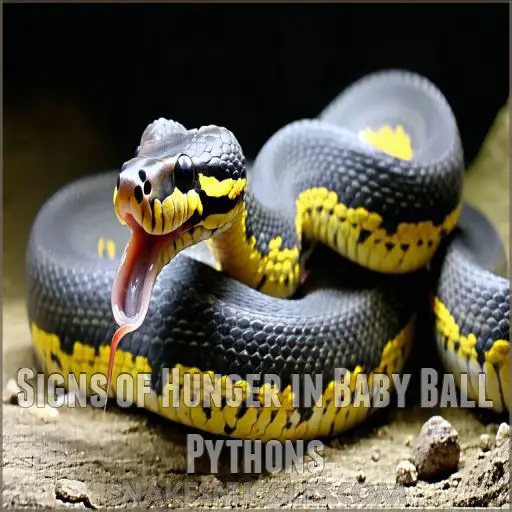 Ball Python Feeding Guide for Babies: Charts, Tips & Expert Care (2024)