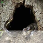 How Do Snakes Dig Holes? The Shocking Truth Revealed!