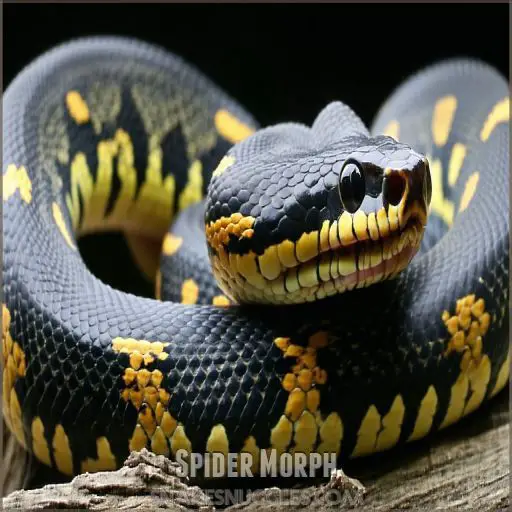 Ball Python Morph Market: Breeders, Trends, Care & Top Morphs