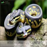 Most Expensive and Rarest Ball Python Morphs Exposed!