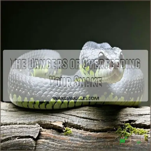 Snake Feeding Schedule: The Complete Guide