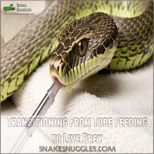 How to Feed a Snake With a Feeding Tube: Essential Tips