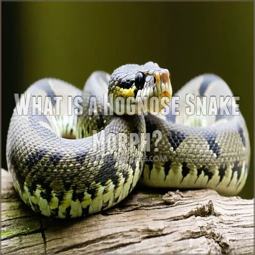 Hognose Snake Morphs: Stunning Patterns & Colors Explored