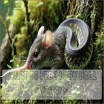 Ball Python Feeding Guide for Babies: Charts, Tips & Expert Care (2024)