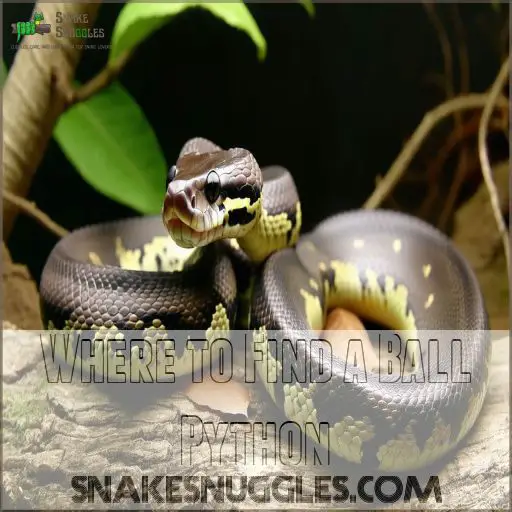 Choosing a Healthy Ball Python: Tips for Your Next Pet
