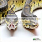 Ball Python Tank Size: Perfect Enclosure Guide for Every Growth Stage