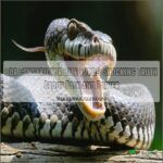 Boa Constrictor Vs Python: 10 Key Differences You Need to Know (2024)