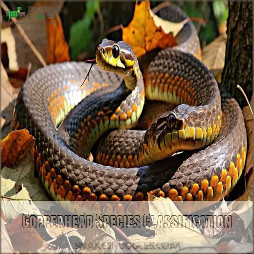 Copperhead Snakes Species Profile: Facts, Bites, Pictures, and More