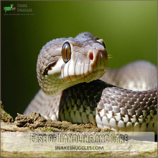 Most Docile Snake Breeds: 5 Friendly Pets for Beginners!