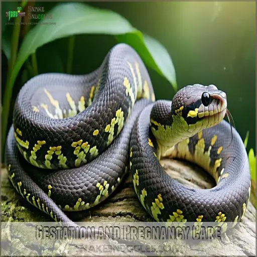 Boa Constrictor Breeding Tips: a Complete Guide for Successful Mating