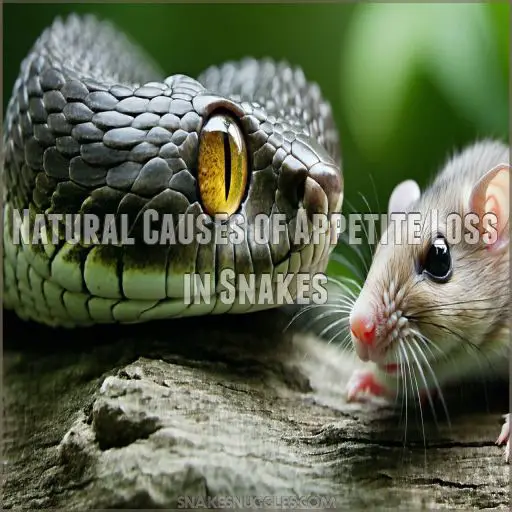 Improving Snake Appetite: 6 Secrets to Revive Your Pet's Diet Now!