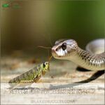 What Snakes Eat Insects? Types, Diets & Fascinating Facts Explained