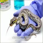 Treating Scale Rot in Pet Snakes: 7 Expert Solutions That Actually Work