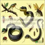 What Snakes Eat Insects? Types, Diets & Fascinating Facts Explained
