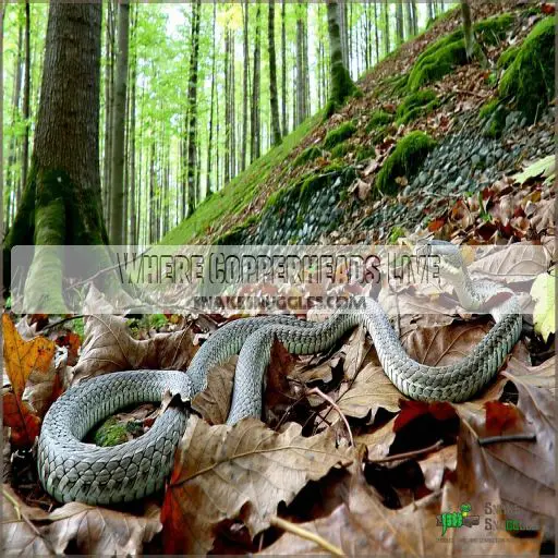 Copperhead Snakes Species Profile: Facts, Bites, Pictures, and More
