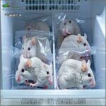 Frozen Mice: Snake Feeding Guide for Healthy Happy Reptiles!