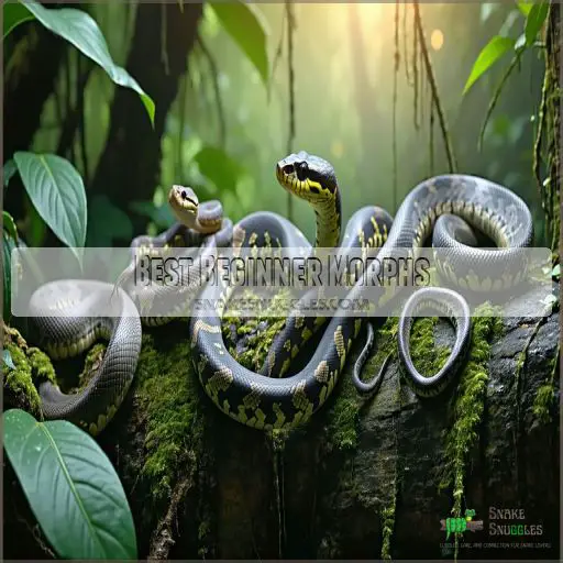 Best Beginner Boa Constrictor Morphs: Top Picks for New Snake Owners