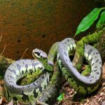 How Big Do Boa Constrictors Get? Size, Growth & Care Tips Explained