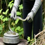 Safe Snake Removal Methods: Expert Tips to Keep Your Home Snake-Free in ...