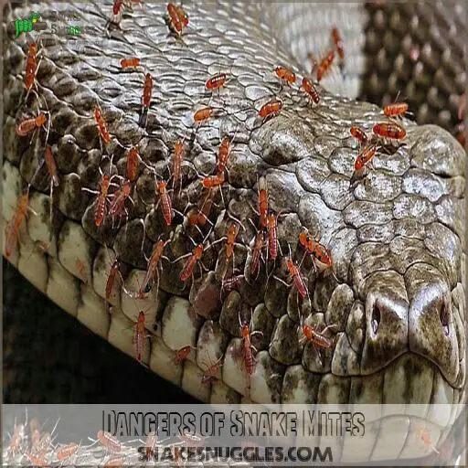 Snake Mite Infestation Prevention: Protect Your Serpent Now!