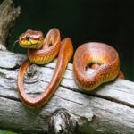Corn Snake Feeding Schedule: Essential Tips and Chart Guide