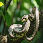 How Big Do Boa Constrictors Get? Size, Growth & Care Tips Explained