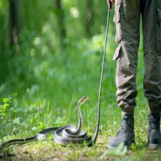 Safe Snake Removal Methods: Expert Tips to Keep Your Home Snake-Free in ...