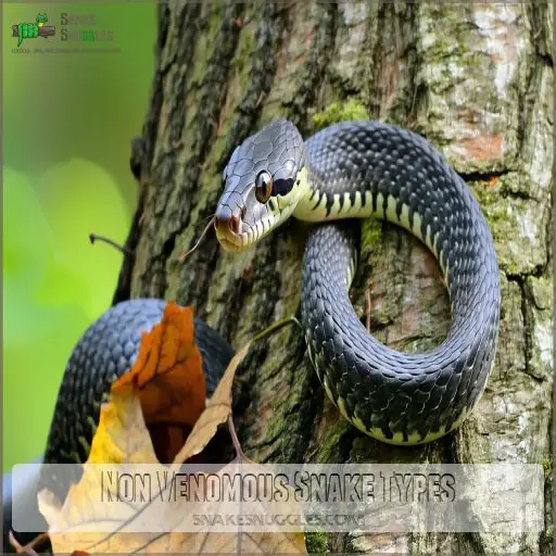Non Venomous Snake Breeds: 10 Coolest Types You Need to Know Now!