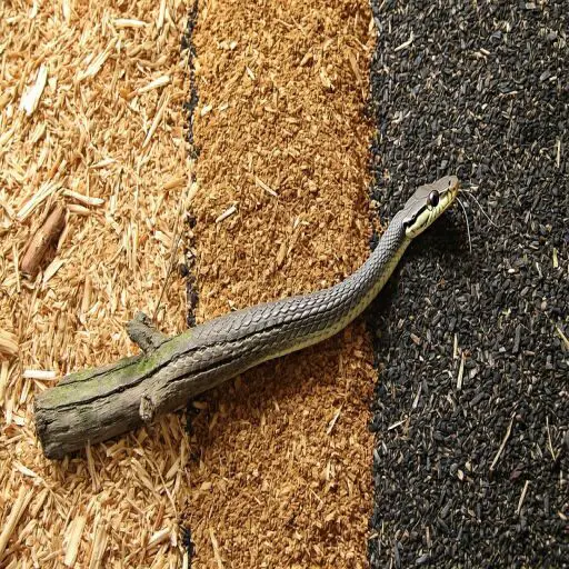 Choosing The Right Substrate for Snake Health: Top 7 Safe Options
