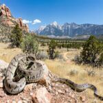 Where Do Rattlesnakes Live? Habitats Across The U.S. And Beyond
