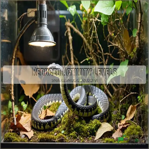 Ball Python Lifespan: How Long These Popular Pets Can Live (With Care Tips)