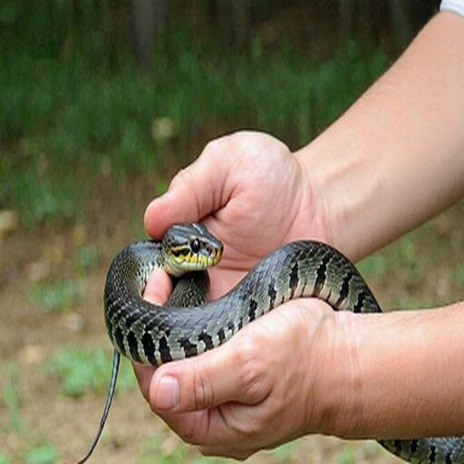 Ethical Snake Handling Practices: Safety Tips & Wildlife Conservation Ethical Snake Handling Practices: Safety Tips & Wildlife Conservation