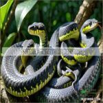 Common Genetic Mutations in Snakes: Morphs, Traits, and Breeding Basics