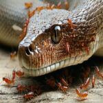 Snake Mite Treatment: How to Identify, Treat, and Prevent Infestations
