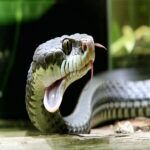 Snake Respiratory Infection Signs: Symptoms, Causes, and How to Treat