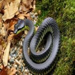 Best Snake Tank Substrates: 7 Safe Options for Happy Reptiles (2025 Guide)