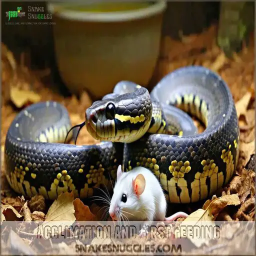 Feeding a Ball Python: Easy Guide to Proper Snake Diet (Perfect for ...