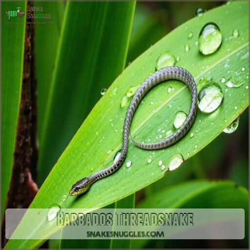 Types of Snakes for Small Spaces: 7 Tiny Pets That Stay Mini Forever