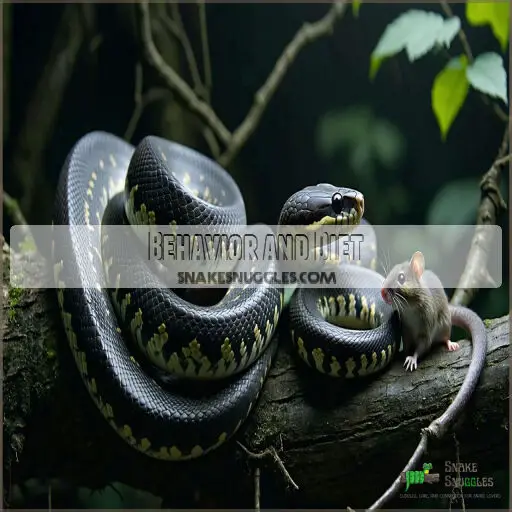 Ball Python: Care & Facts Inside