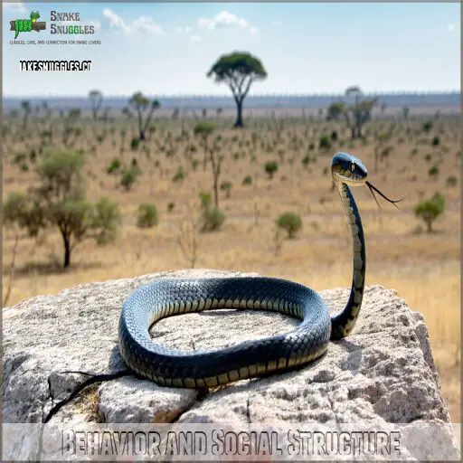 Black Mamba Range Africa: Habitat, Venom, Speed, and Myths Explained