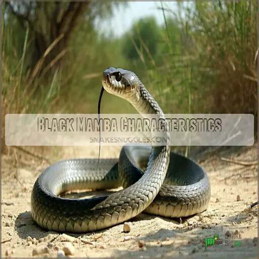 Black Mamba Range Africa: Habitat, Venom, Speed, and Myths Explained