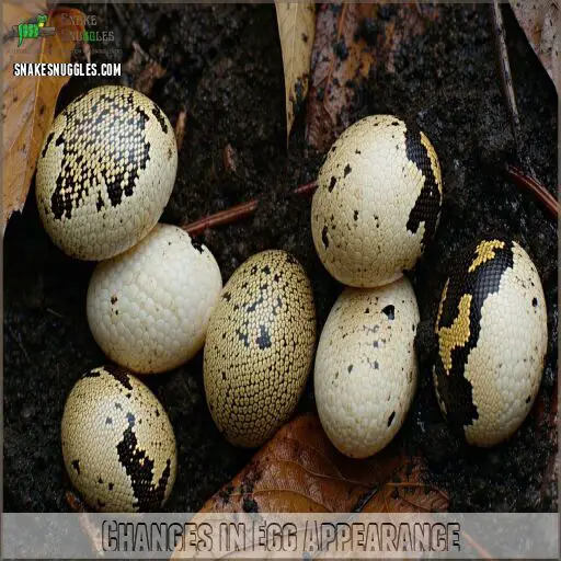 How Do Snake Eggs Hatch? Amazing Facts & Expert Tips (2025 Guide)
