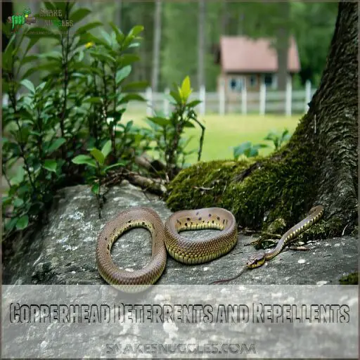 Where Do Copperheads Hide During The Day? 10 Secret Spots Revealed!