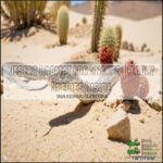 Desert Habitat for Snakes: Deadly Species Inside