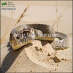 Desert Habitat for Snakes: Deadly Species Inside