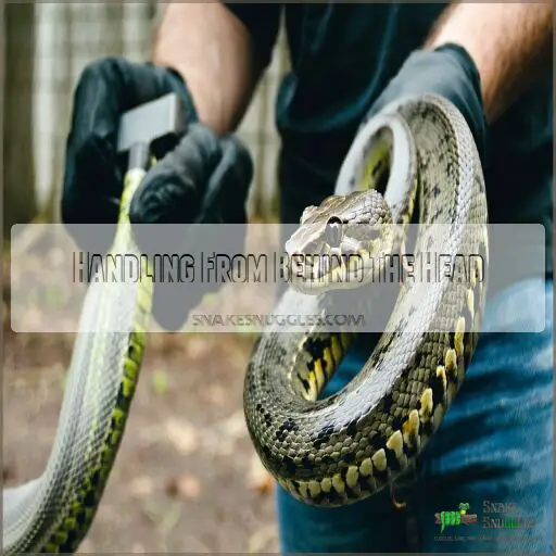 Best Practices Handling Aggressive Snakes: Safety Tips You Need to Know