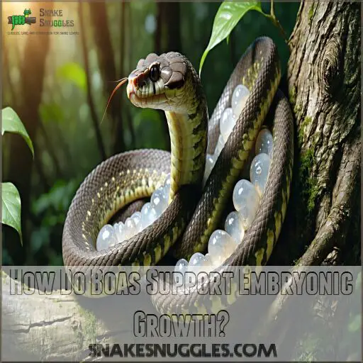 Do Boa Constrictors Lay Eggs? The Truth About These Amazing Snakes