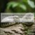 How Do Snakes Poop? Facts, Tips & Secret Details You Never Knew! (2025 ...