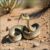 Mojave Rattlesnake: Venom, Habitat, Behavior, and Fascinating Facts